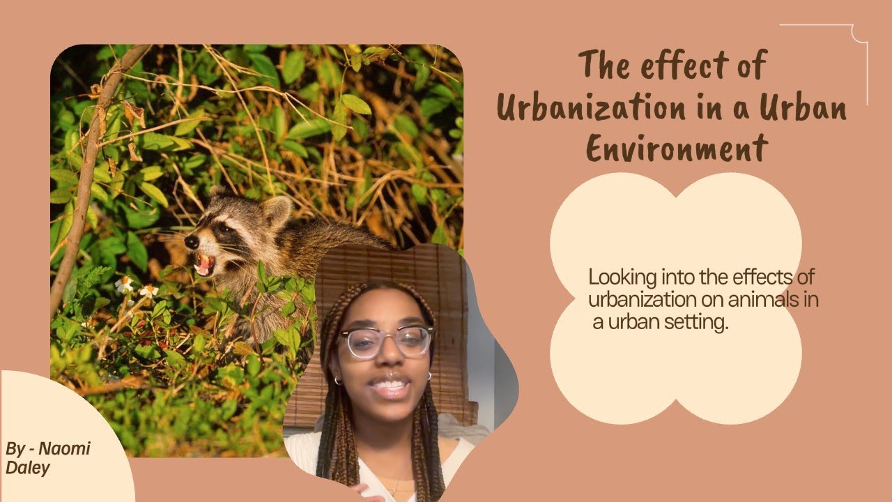 Effects of Urbanization in an Urban Environment || 2024 Science ...
