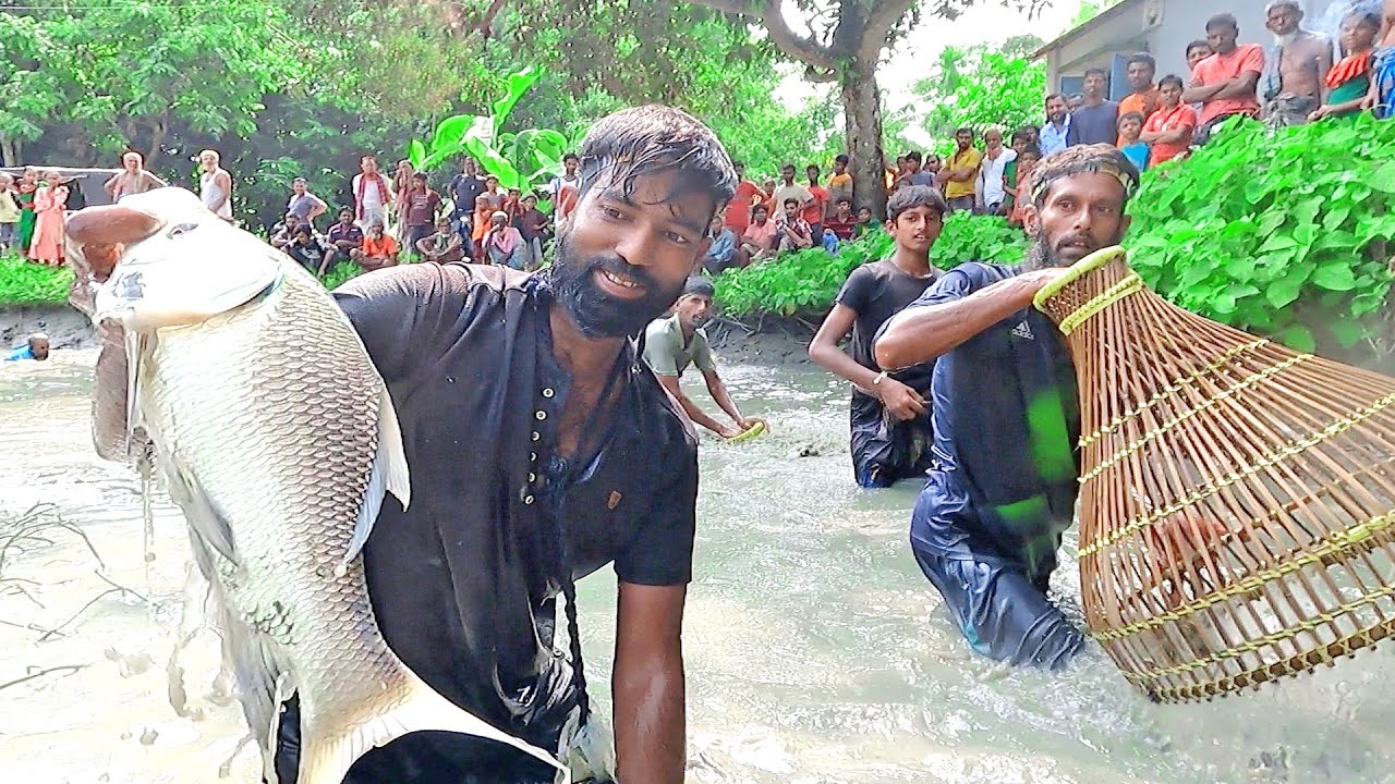 Awesome Fishing Festival and Traditional Fish Hunting in Village Pond ...