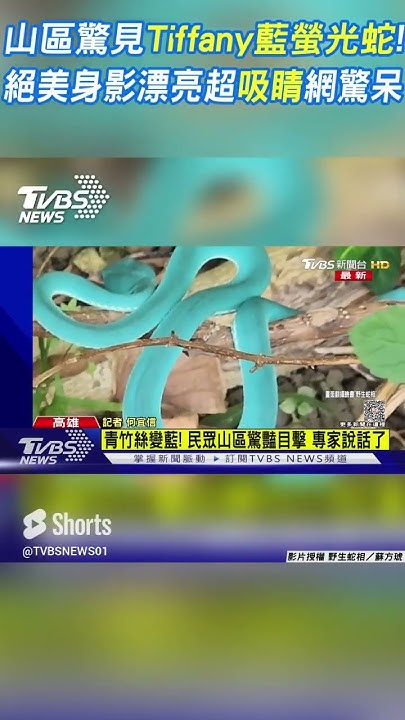 山區驚見Tiffany藍螢光蛇!絕美身影漂亮超吸睛網驚呆 #shorts ｜TVBS娛樂頭條 - YouTube