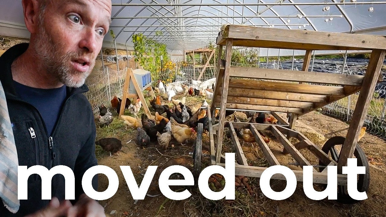 We Moved Out Chickens into The Greenhouse for the Winter - YouTube