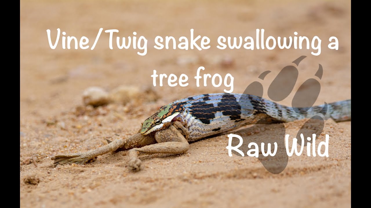 Vine snake eating huge frog - Kruger National Park by Raw Wild - YouTube