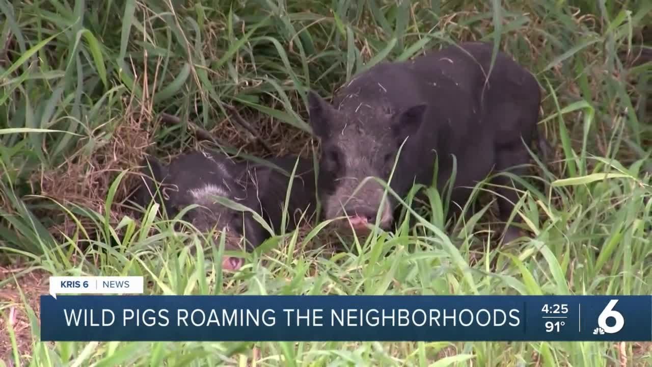 Hogs running wild in West Side neighborhood raise safety concern - YouTube