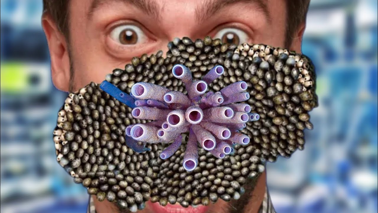 ASMR Infected Dog Ticks and Maggots Removal Face | ASMR 2D Animation ...