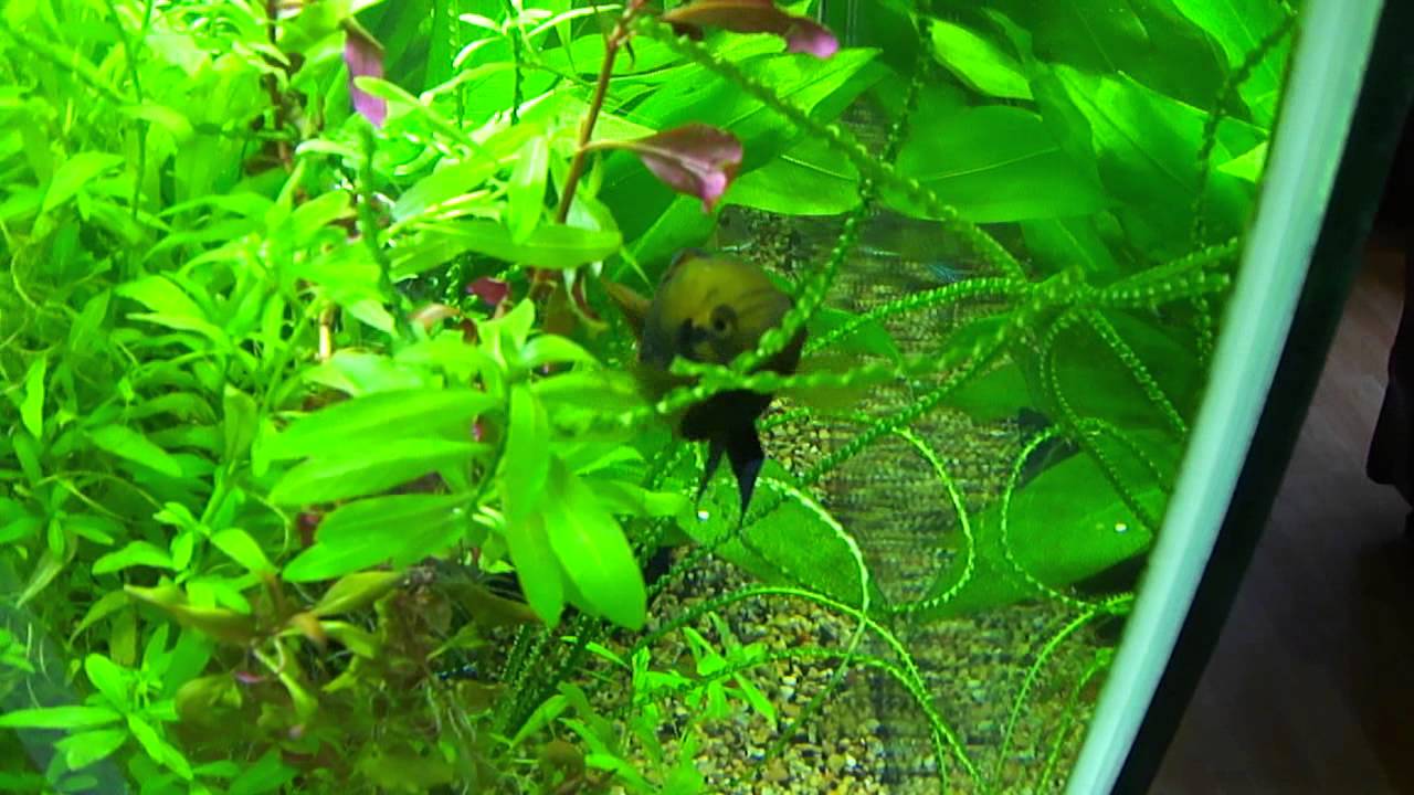 Aggressive male rainbow cichlid with fry - YouTube