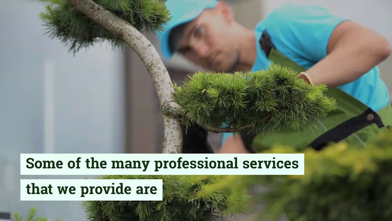 Tree Service Union City | treeserviceunioncity.com | Call Now (510) 849 ...