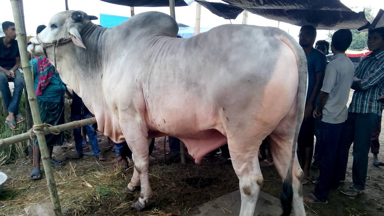 The Biggest bull at khilkhat Banarupa cow haat in Dhaka ,Bangladesh ...