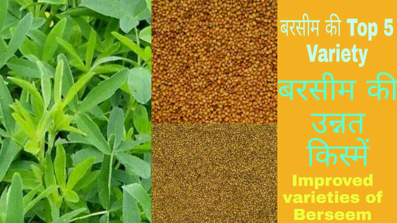 बरसीम की Top 5 Variety | बरसीम की उन्नत किस्में-Improved varieties of ...