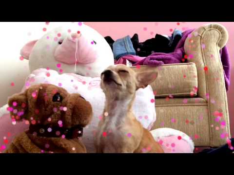 "The tiny day" Fan Video - YouTube