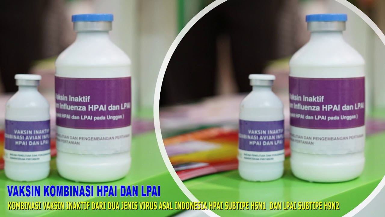 VAKSIN KOMBINASI HPAI DAN LPAI - YouTube