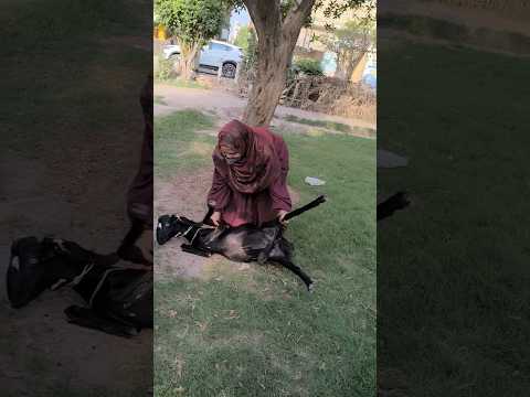 Bakra Lita Diya❤️🔪 #punjabisong #love #anaya #bakra #dailypakitan #shorts