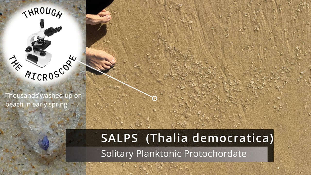 Through the Microscope: Salps - YouTube