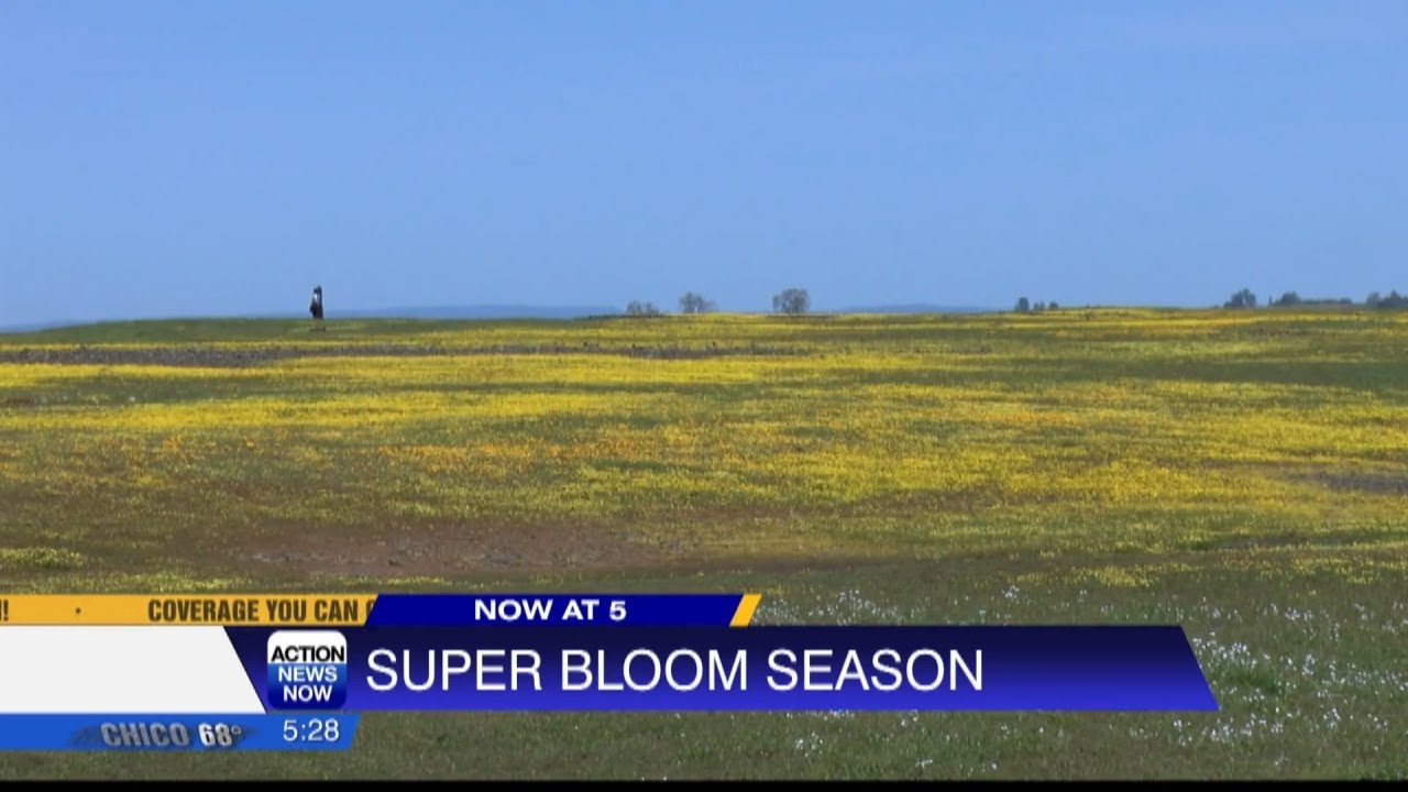 Table Mountain Super Bloom Underway - YouTube