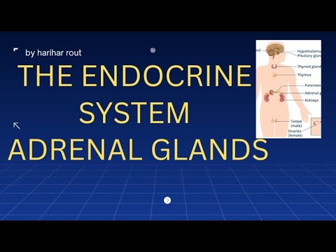 Endocrine gland l kinds of Endocrine glands l Adrenal glands l isce l ...