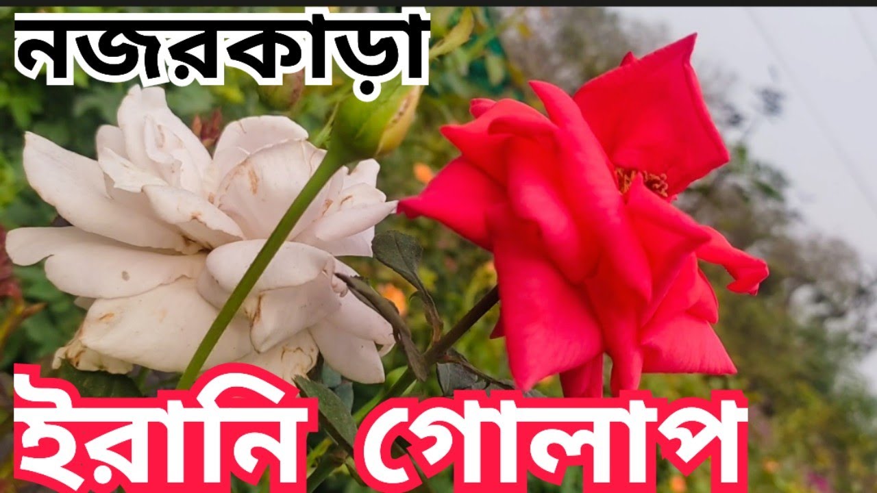 নজরকাড়া ইরানি গোলাপের সৌন্দর্য 🌹 Eye-catching beauty of Iranian roses ...