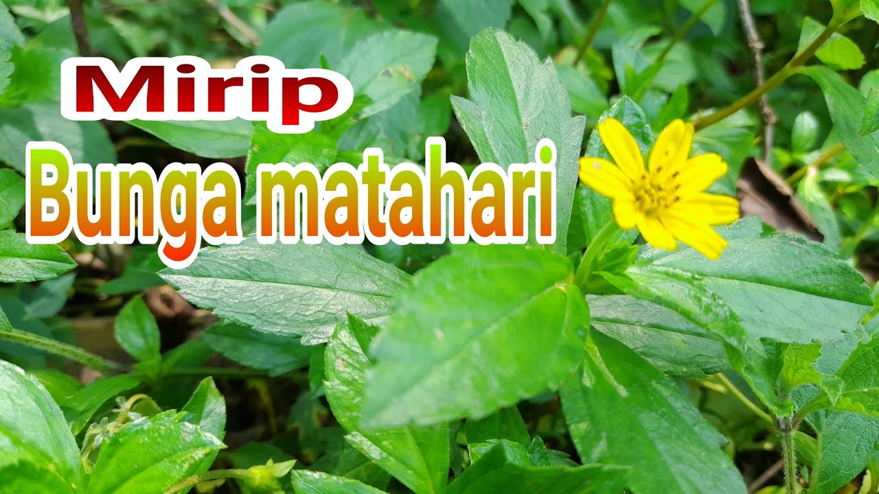 tanaman rumput bunga matahari - YouTube