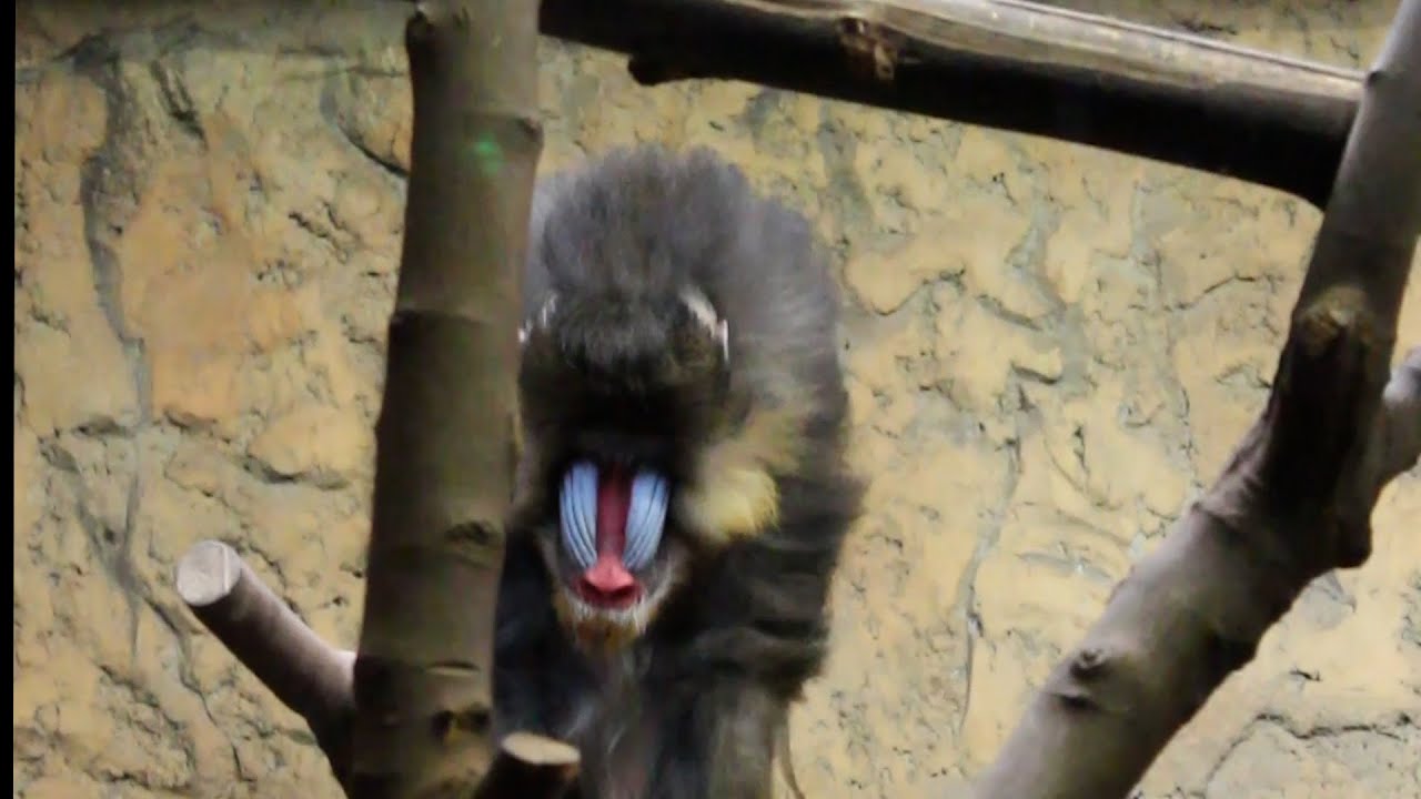 Discovering the Secret Lives of Mandrills: Behavior, Habitat, and ...