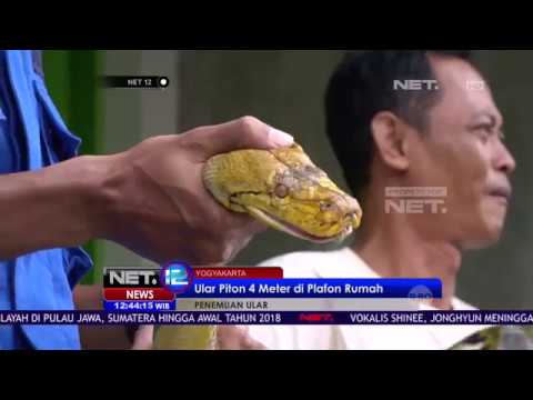 Ular Piton 4 Meter di Plafon Rumah - NET 12