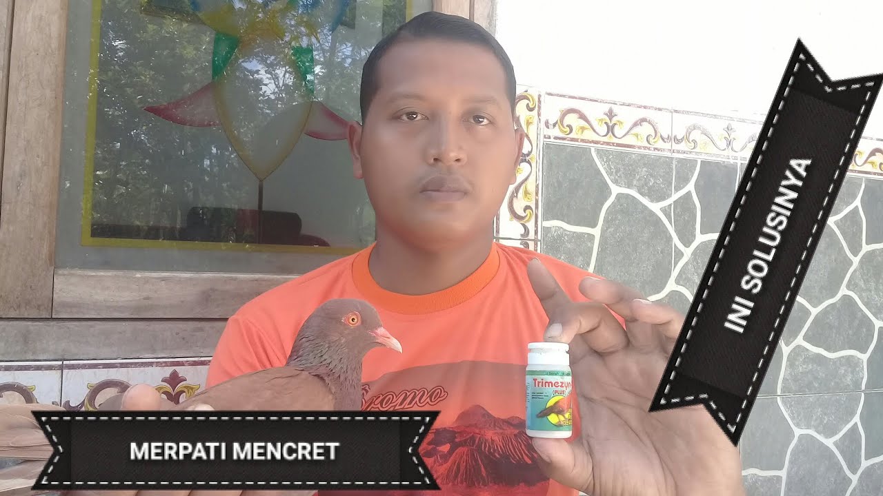 cara mengatasi merpati balap mencret berak hijau - YouTube