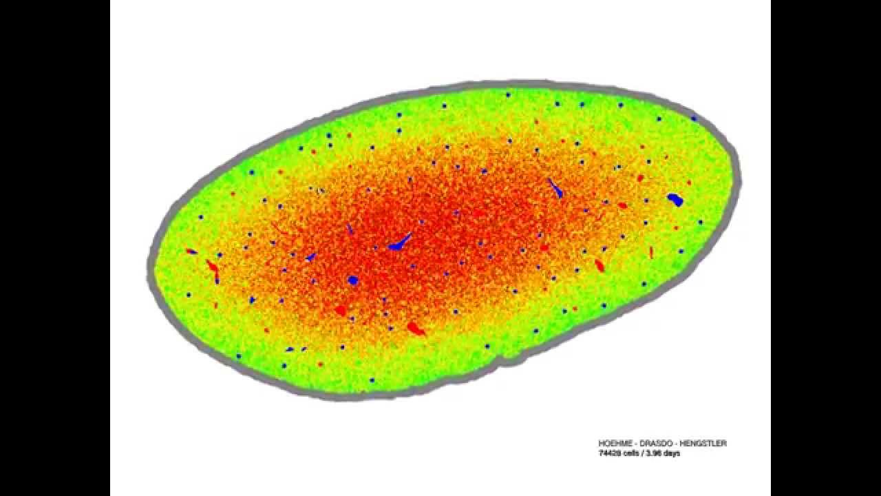 Liver lobe - Regeneration after PHx (Pressure visualization) - YouTube