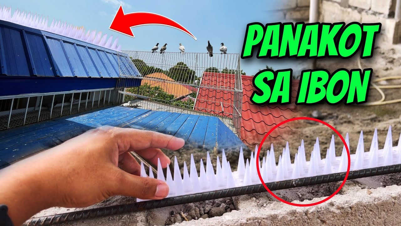 BUMILI AKO NG BIRD SPIKE PARA SA DREAM LOFT NG KALAPATI NATIN SA ONLINE ...