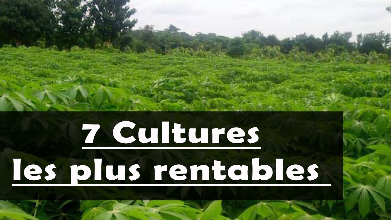 AGRICULTURE : Les 7 cultures les plus rentables en Afrique - YouTube