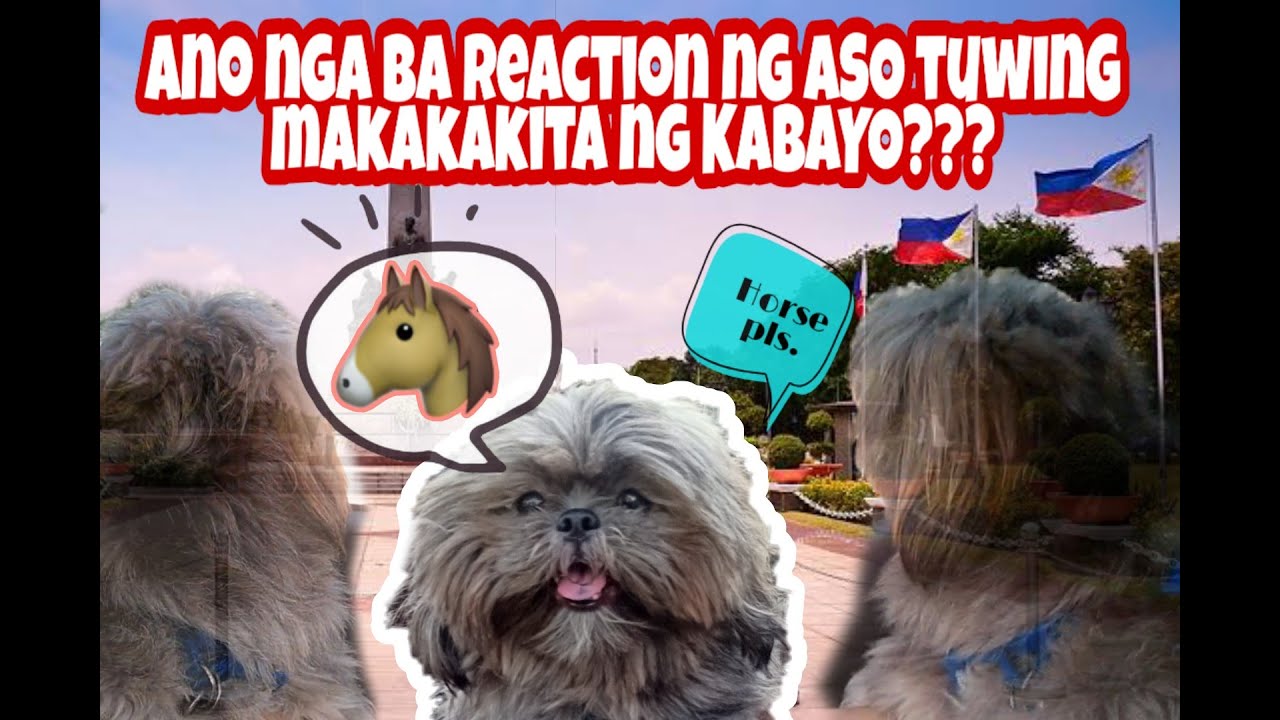 Dog( Choco) Reaction Everytime He Saw A Horse | A Happy Dog | Choco the Explorer - YouTube
