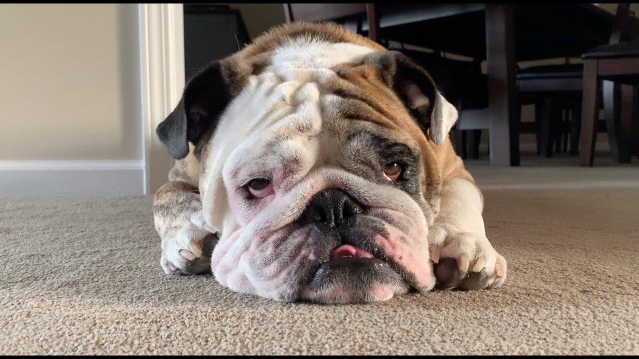Reuben the Bulldog: Living With Bulldogs TIP #89 - YouTube