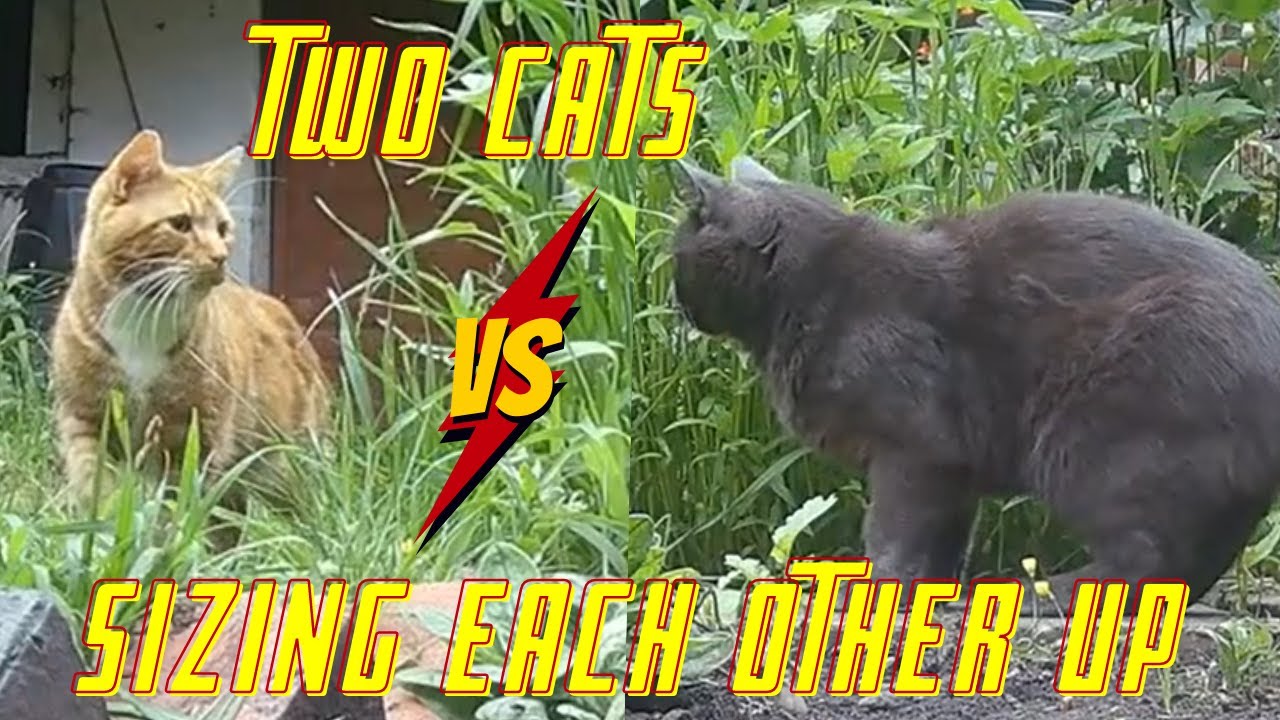 Two Cats Sizing Each Other Up - 18th July 2023 - YouTube