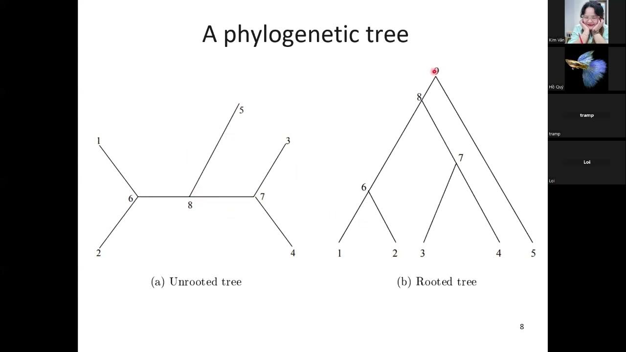 MGMA 5.2 Phylogenetic Trees - YouTube