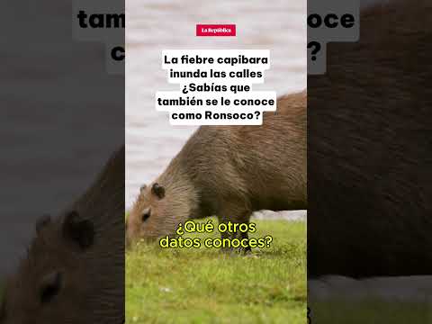 Video: CAPIBARA: ¿Sabías que también se le conoce como RONSOCO? #shorts ...