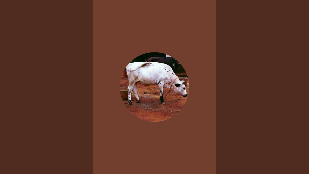 Intravenous infusion of dextrose 20 percent in jugular vein in a cow ...