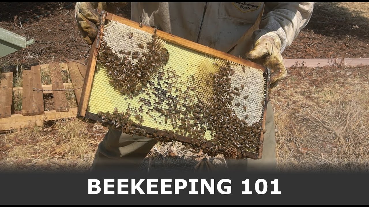 BeeKeeping 101: How to Take Care of Bees | EP 014 - YouTube