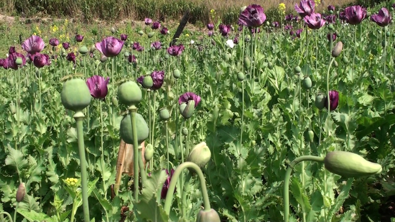 paj yeeb zoo nkauj heev 2017 - YouTube