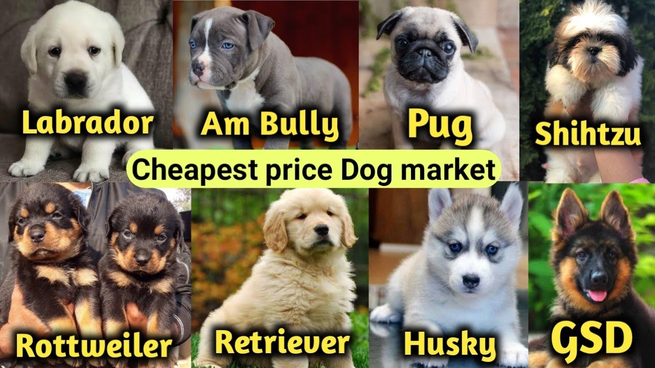 New Year Special Dog Market Video | All Dogs Available | Shihtzu, Husky ...