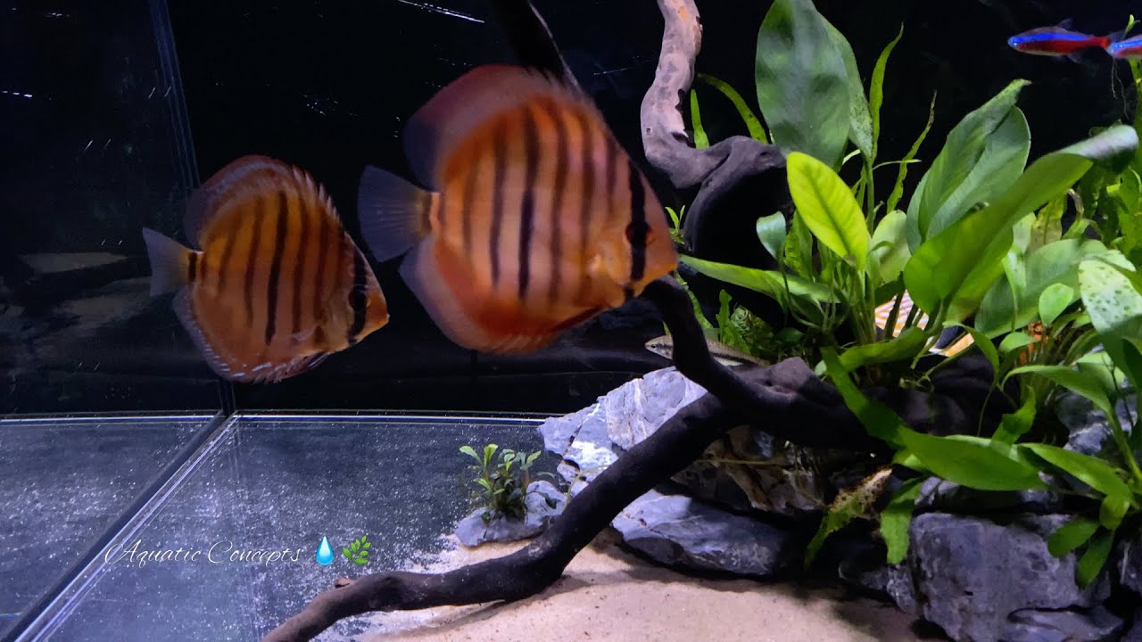 “NEW” F1 Ica Red Wild Discus Community Tank - YouTube