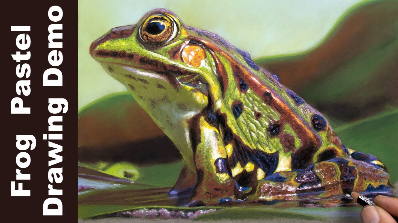 Pastel Pencil Lesson - Frog Drawing - Jason Morgan wildlife art - YouTube