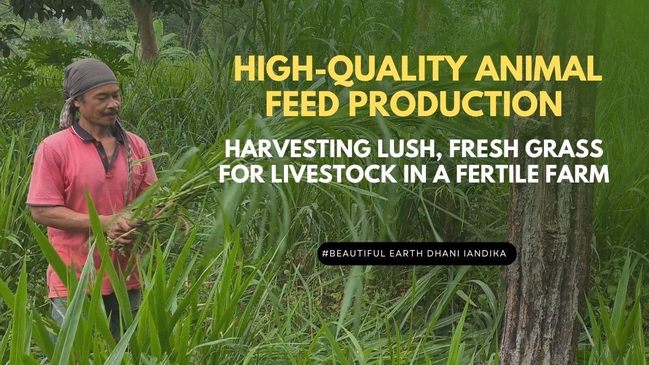 Harvesting Lush, Fresh Grass for Livestock in a Fertile Farm | High ...