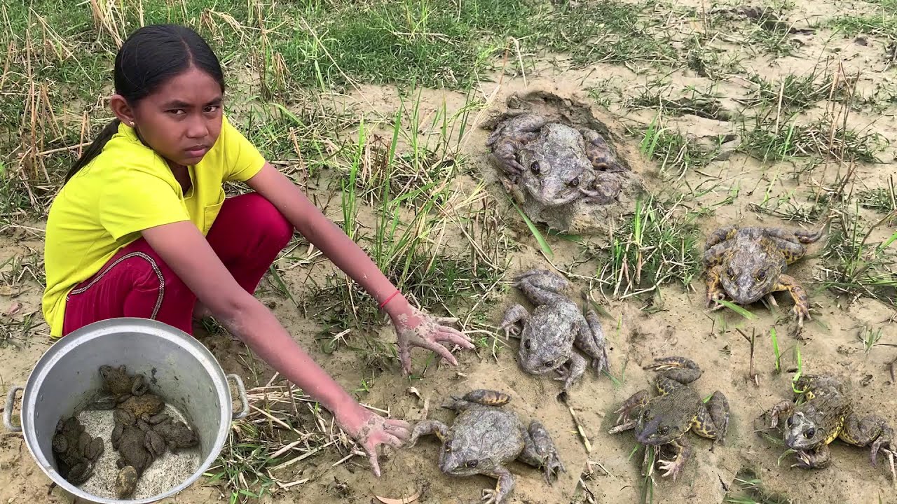 Catching a Lot Of Frogs - Cooking Frogs with Spices Chili Eating Very ...