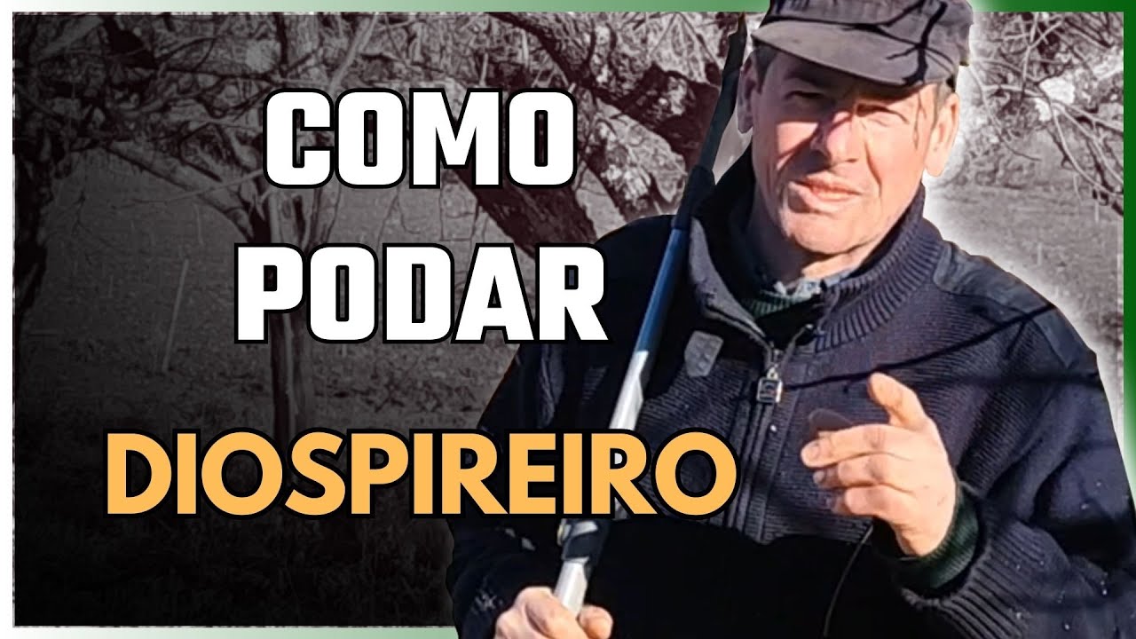 Como Podar um Diospireiro: Dicas para Frutificação Abundante - YouTube