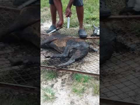 how to burn fur off a goat before cleaning it - YouTube