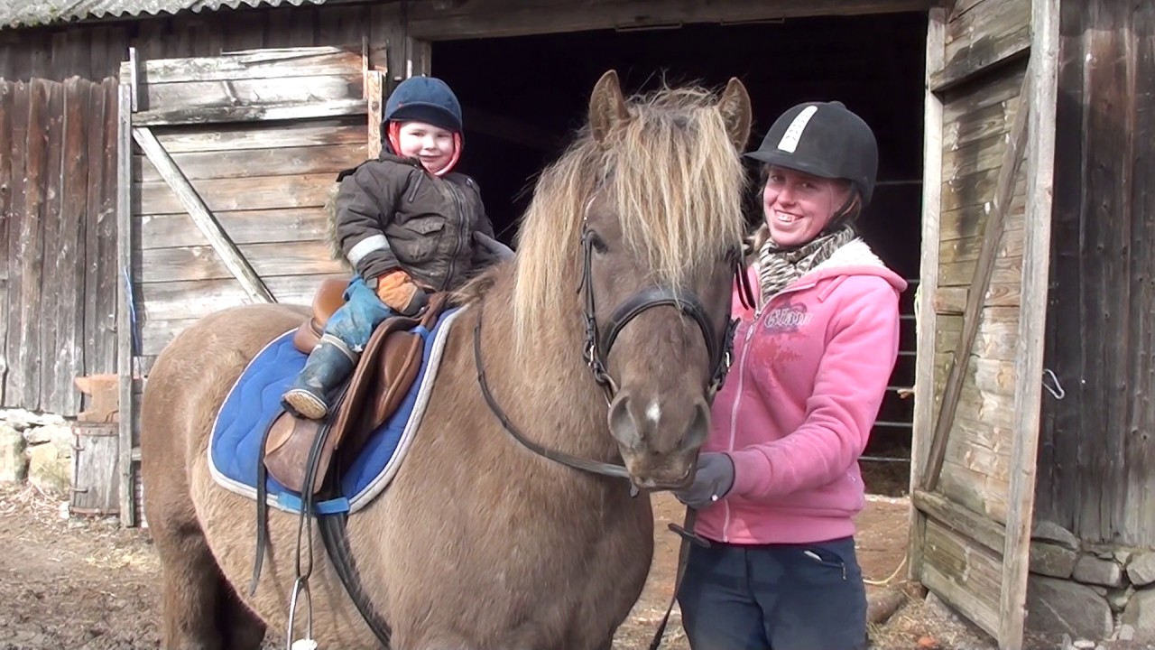 Reio - Estonian Native horse gelding - YouTube