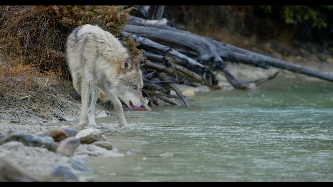 Grey Wolves in Nature - PART 2 - Rocky Mountains, British Columbia ...