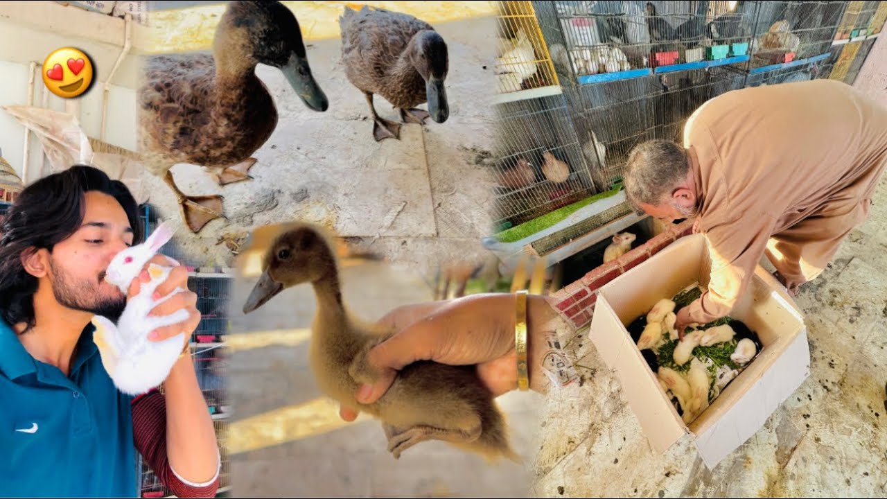 Finally Meet Chocolate Coffee Baby😍 Cute Baby Bunnies | Ando Wlai ...