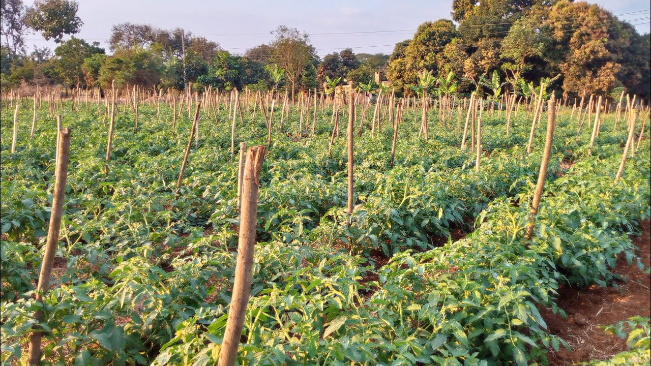 Namna Tunavyopata Wafanyakazi wa Shambani #kilimo cha nyanya. - YouTube