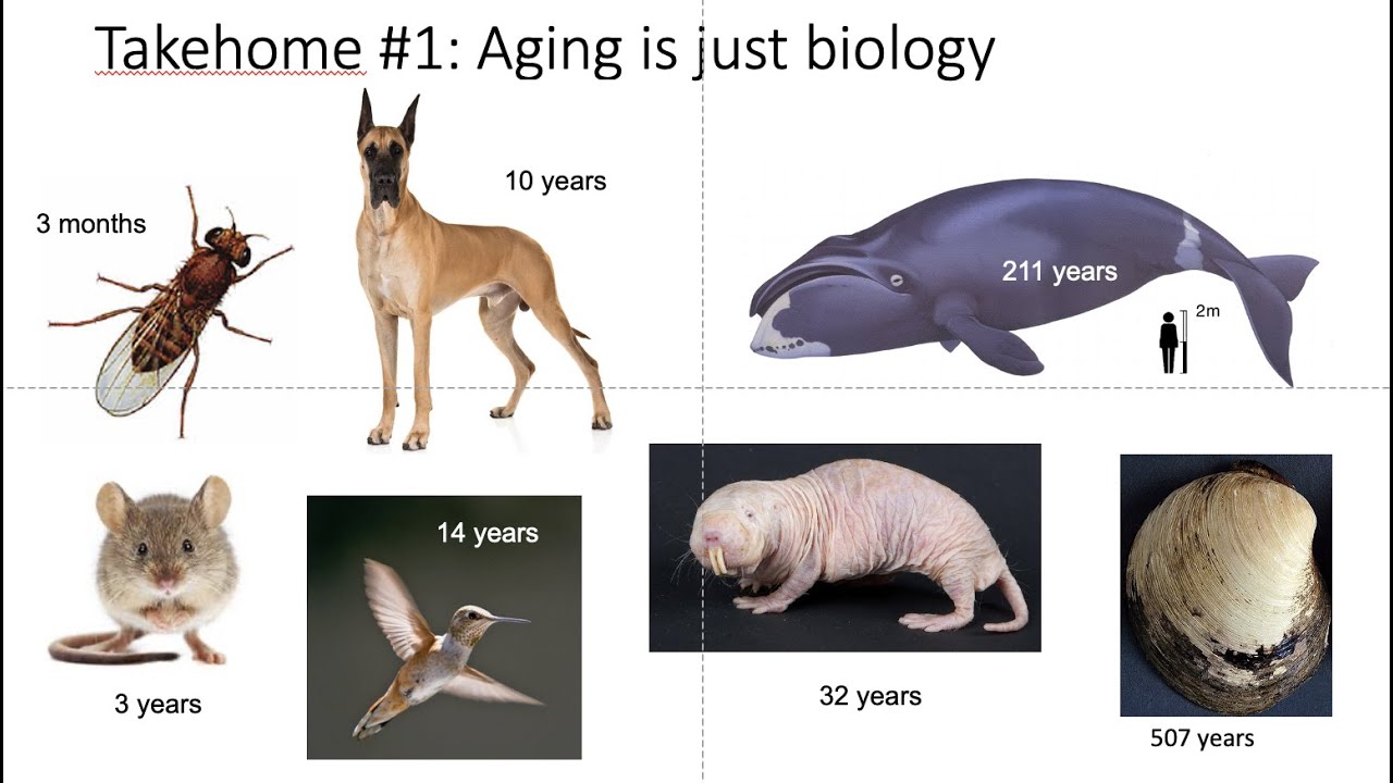 Introduction to the biology of aging - YouTube
