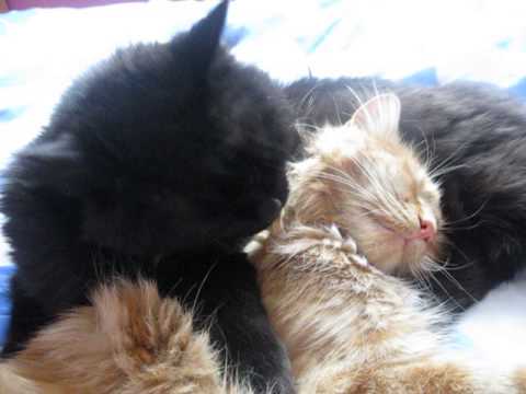 Fickle cat! - YouTube
