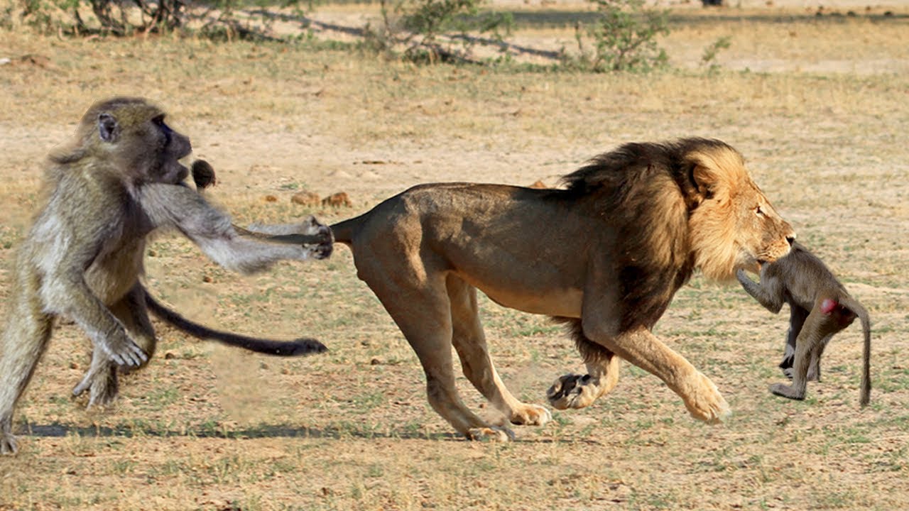 Lion Vs Baboon Monkey Just Born - YouTube