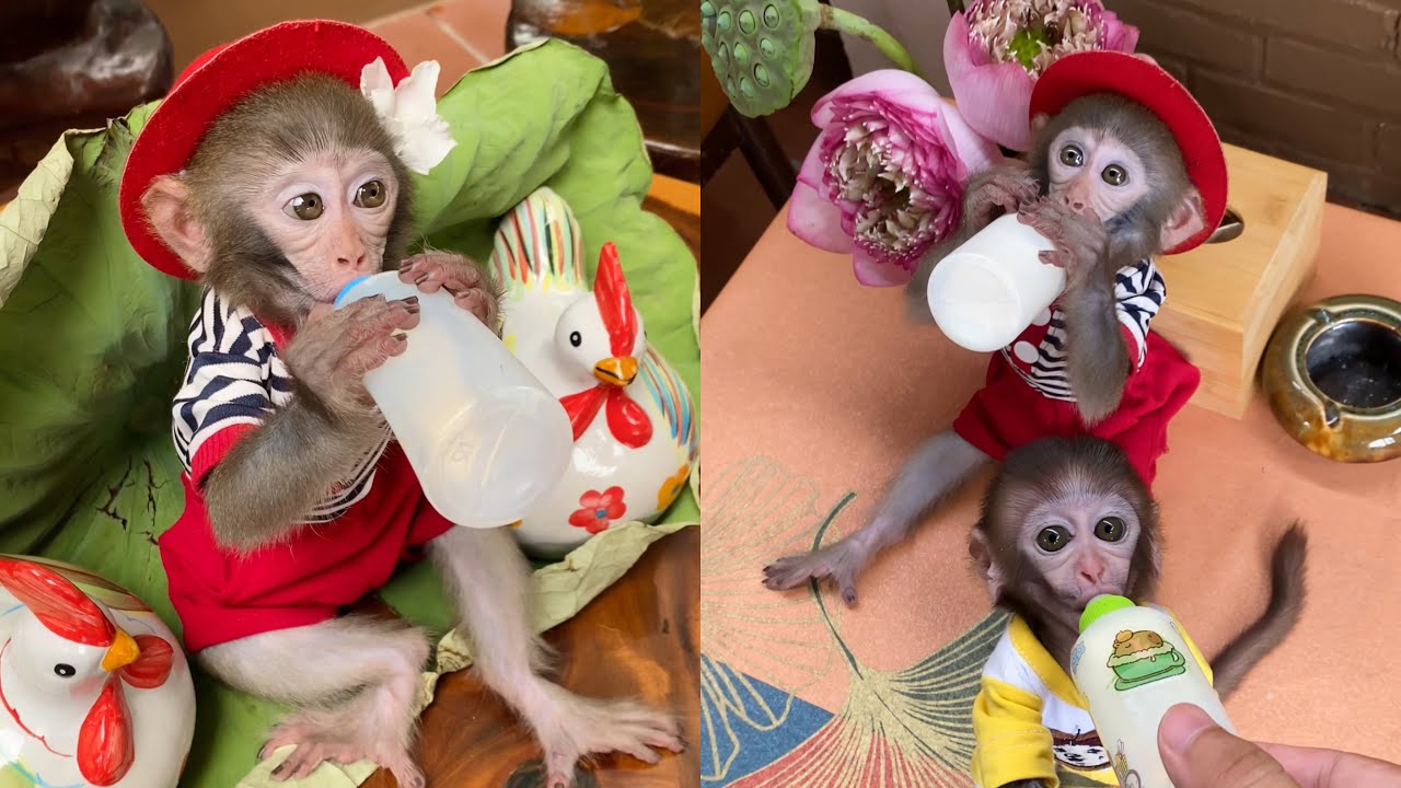 Lovely moments of Pika monkeys and other animal. P170 - YouTube