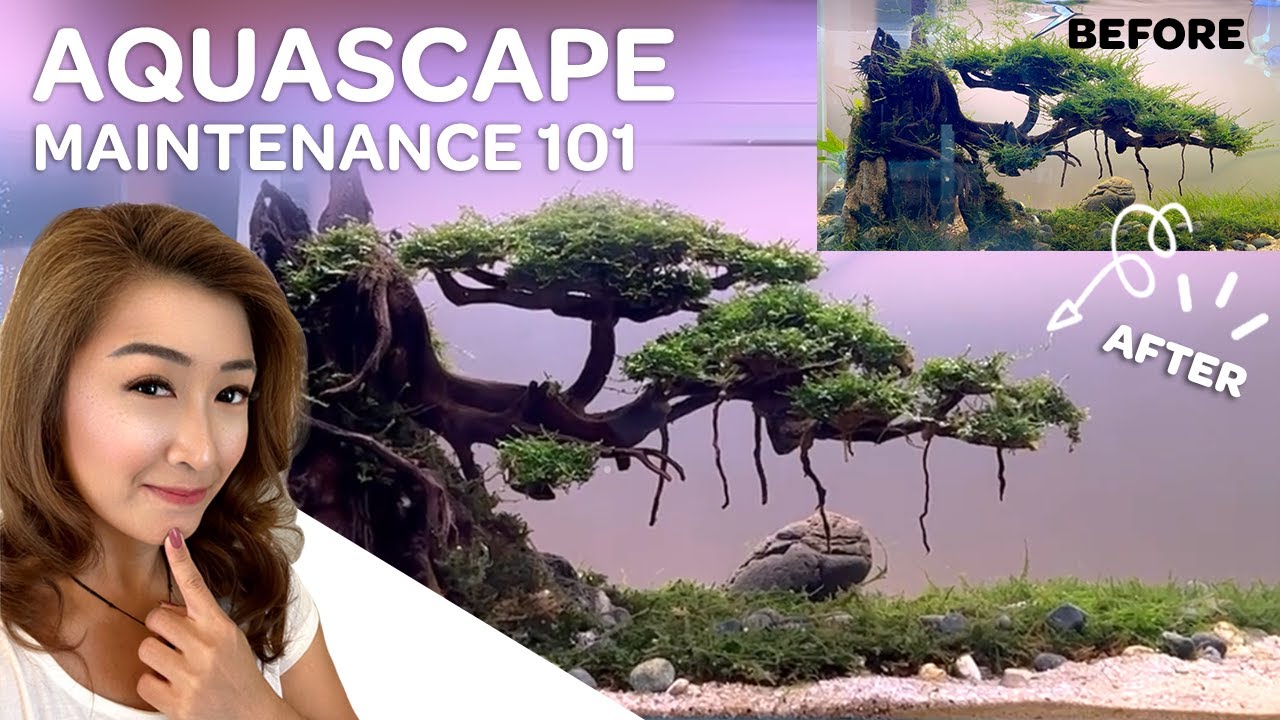 Basic Weekly Aquarium Maintenance Golden Rules: Bonsai Betta Tank - YouTube