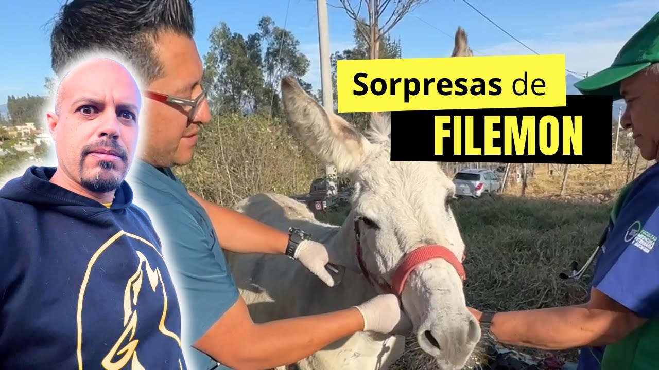 Las Sorpresas de Filemón - YouTube